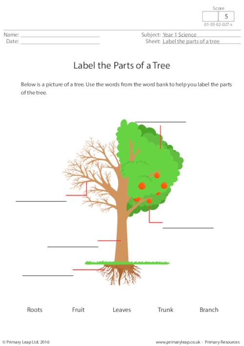 Science: Label the parts of a tree | Worksheet | PrimaryLeap.co.uk