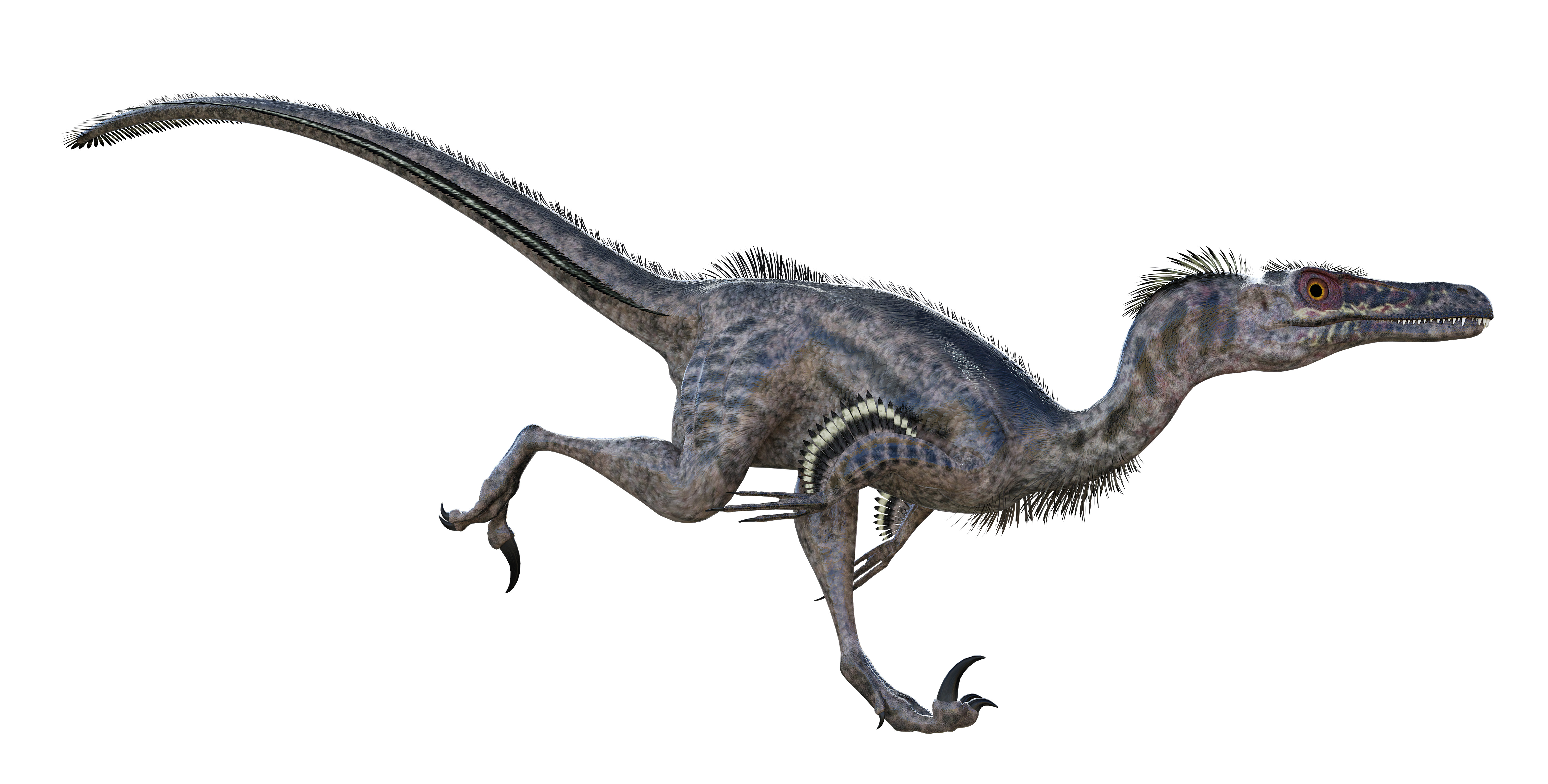 History: Velociraptor: Level 1 activity for kids | PrimaryLeap.co.uk